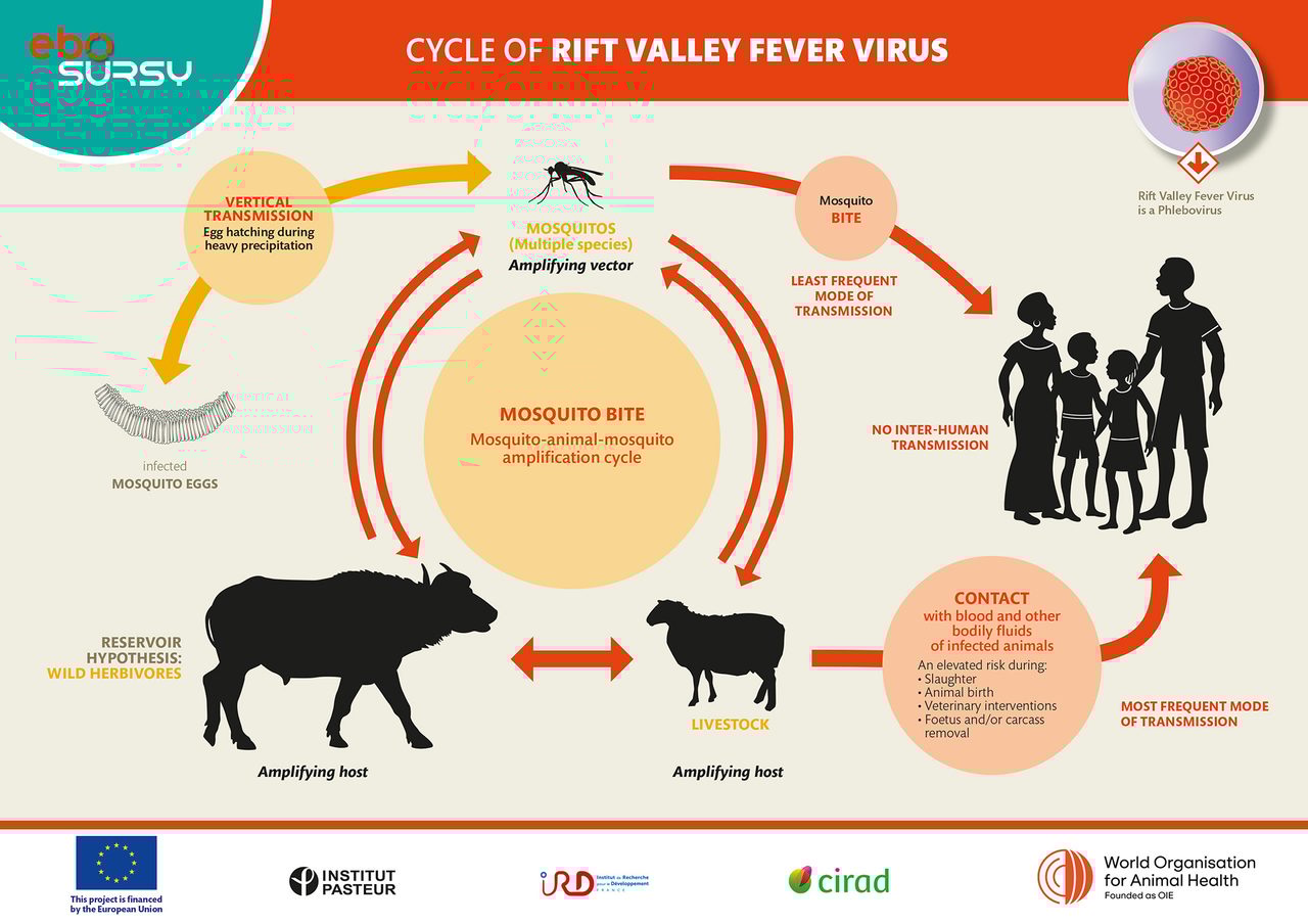 Protecting wildlife, protecting ourselves. An outlook on the EBO-SURSY ...