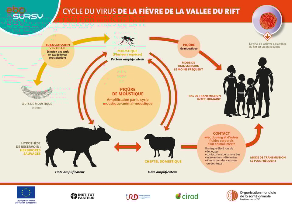 Protéger la faune, se protéger soi-même. Un aperçu du Projet EBO-SURSY